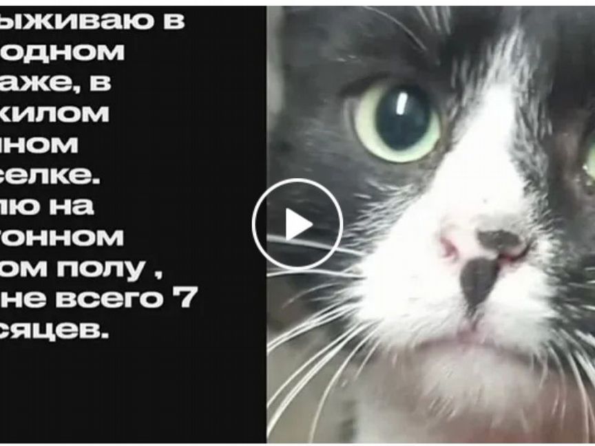 Котик ищет дом