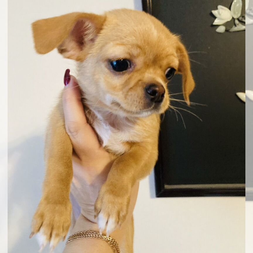 Чихуахуа, щенок