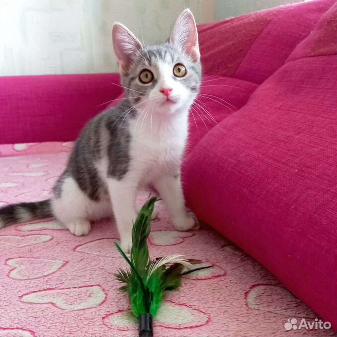 Котята в дар, чудо котенок в хорошие руки