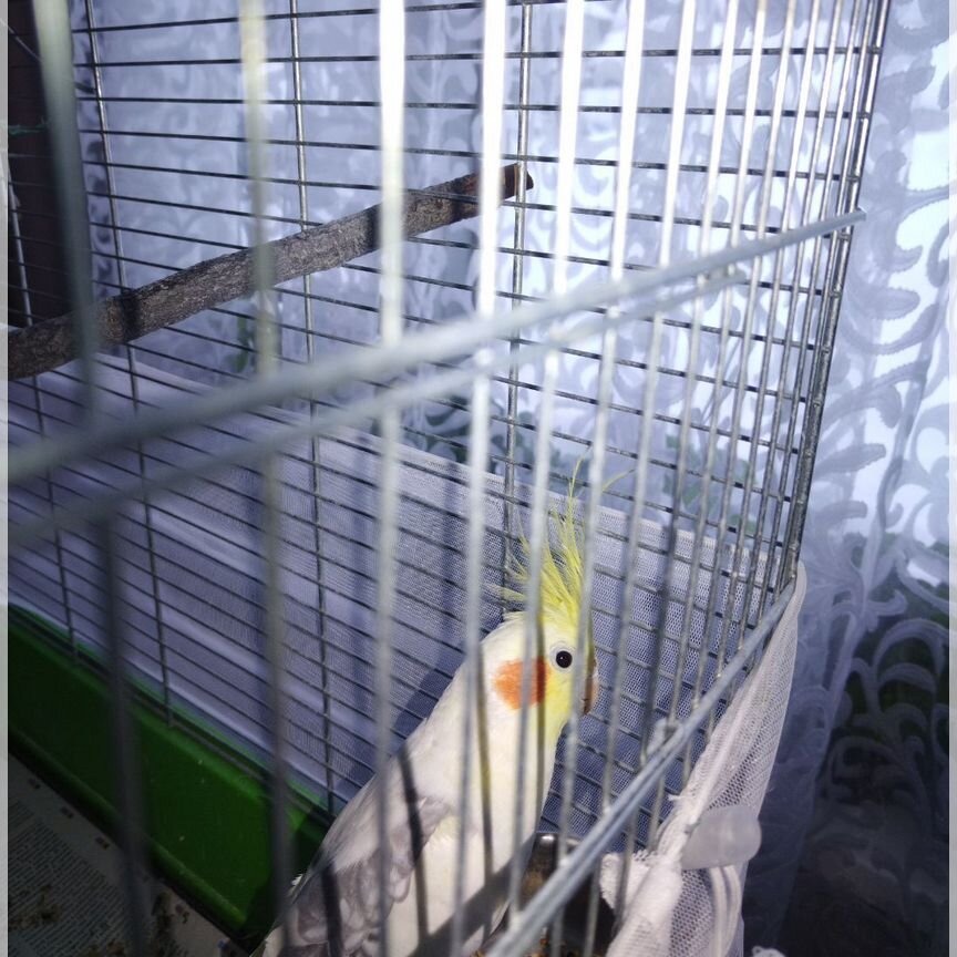 Попугай Корелла Аркаша