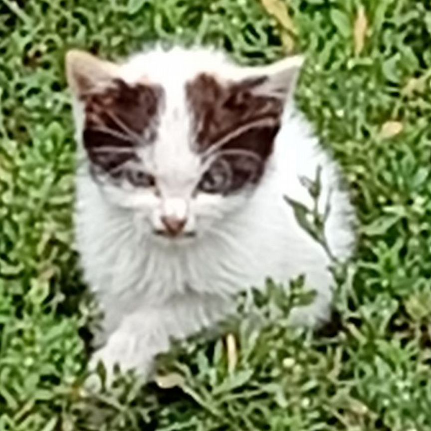 Спасённая девочка кошечка