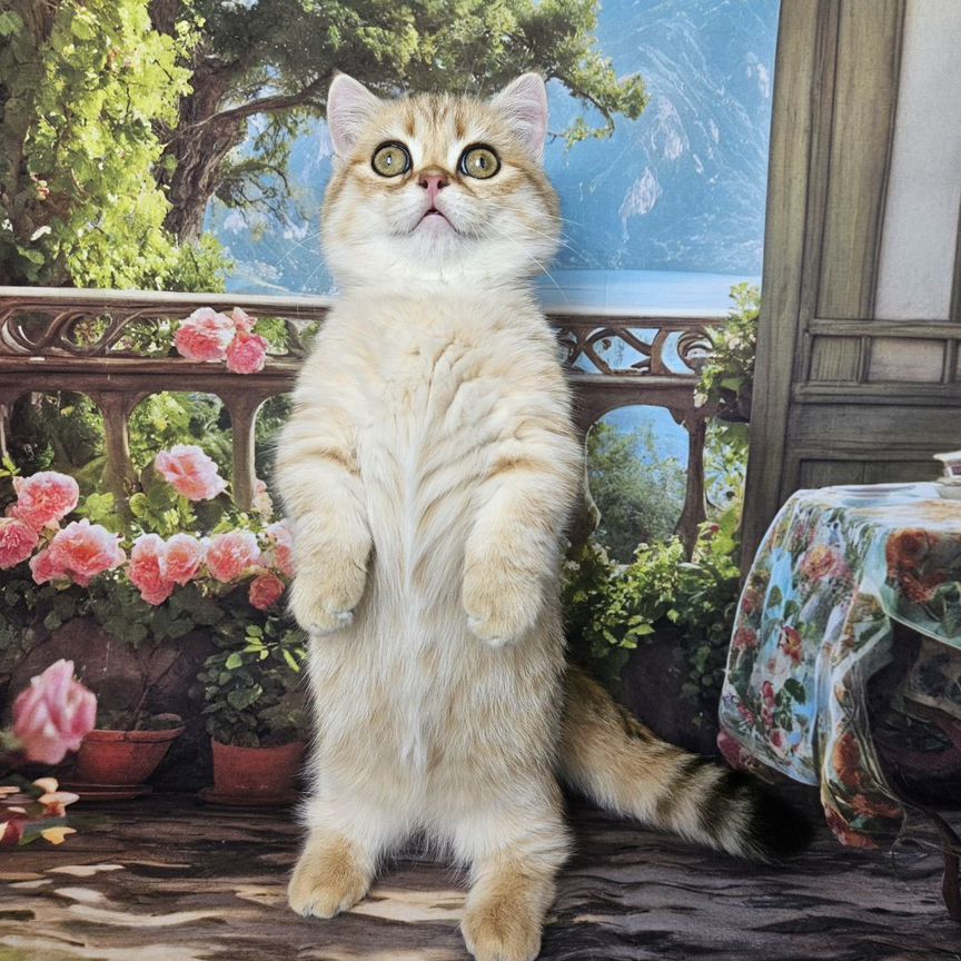 Скоттиш килт страйт девочка