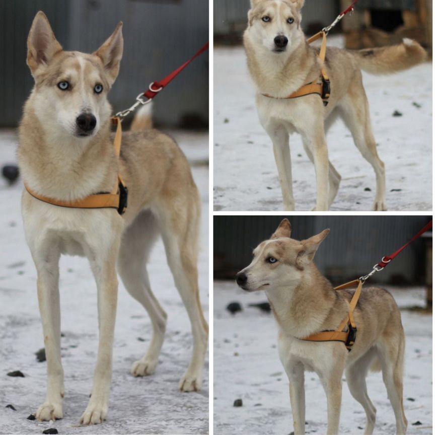 Лайка, щенок