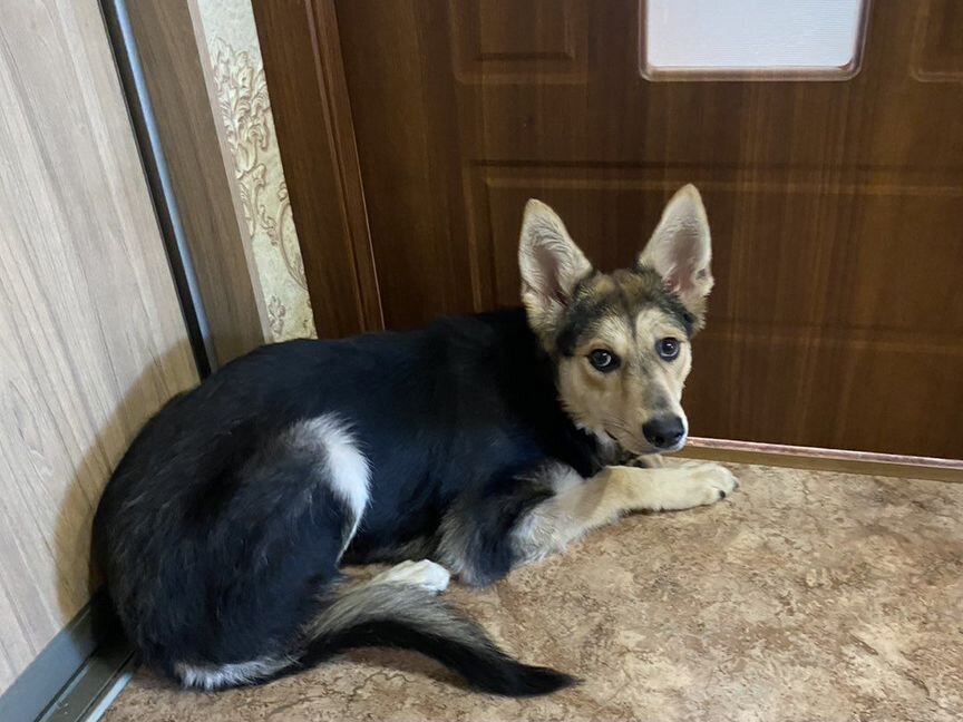 Щенок в часный дом