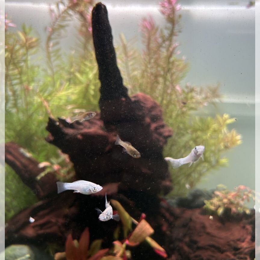 Мальки подростки моллинезии