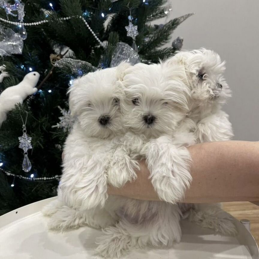 Щенки