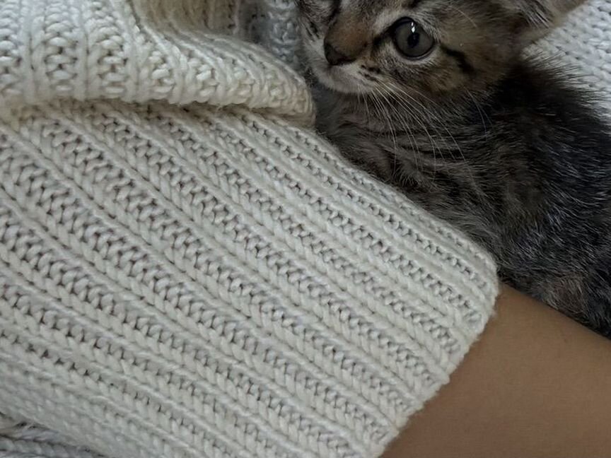 Котята в добрые руки бесплатно