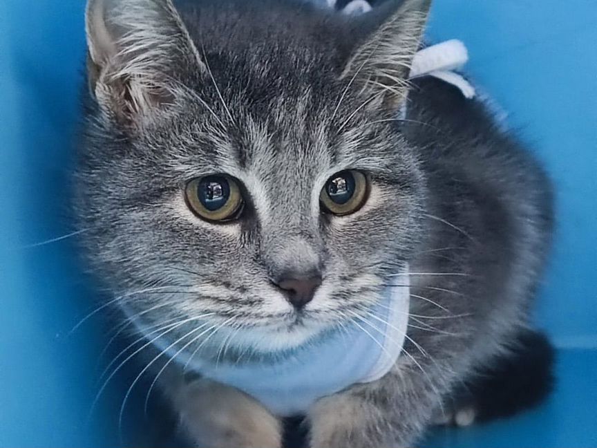 Кошка Льдинка. Ей некуда идти