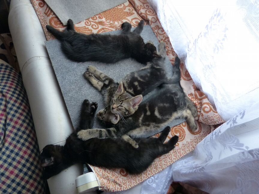 Отдам котят В добрые руки