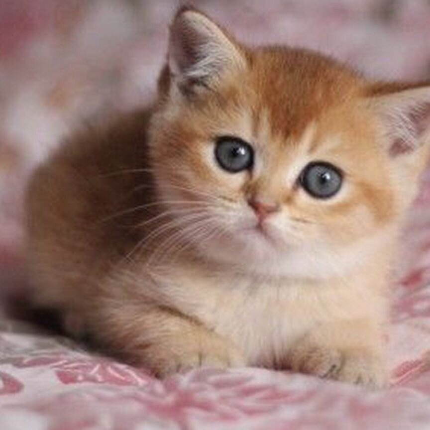 Британский короткошёрстный котёнок