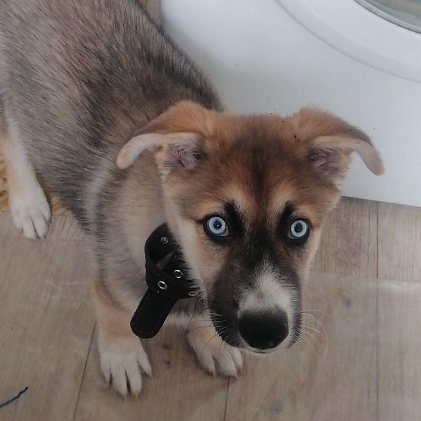 Сибирский хаски, щенок