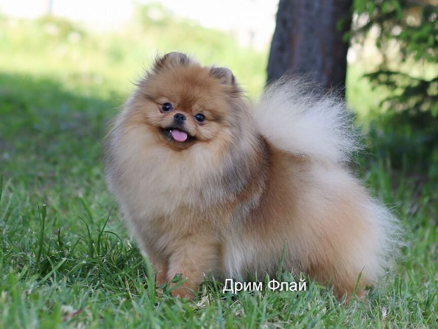 Померанский шпиц супер парень