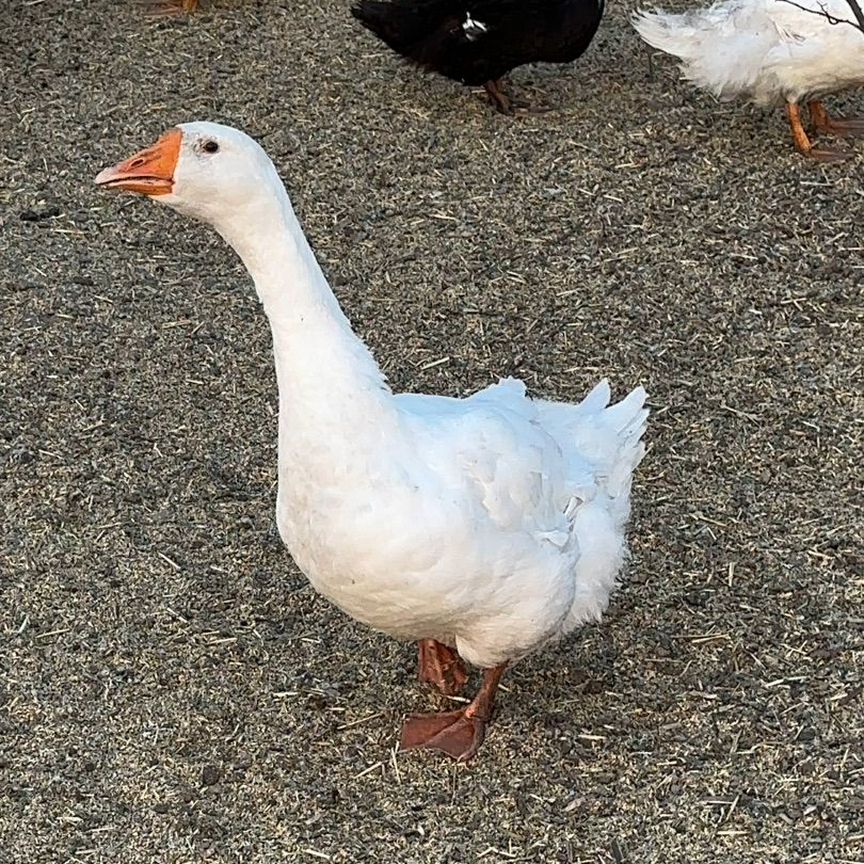 Гусь, утка, индюк