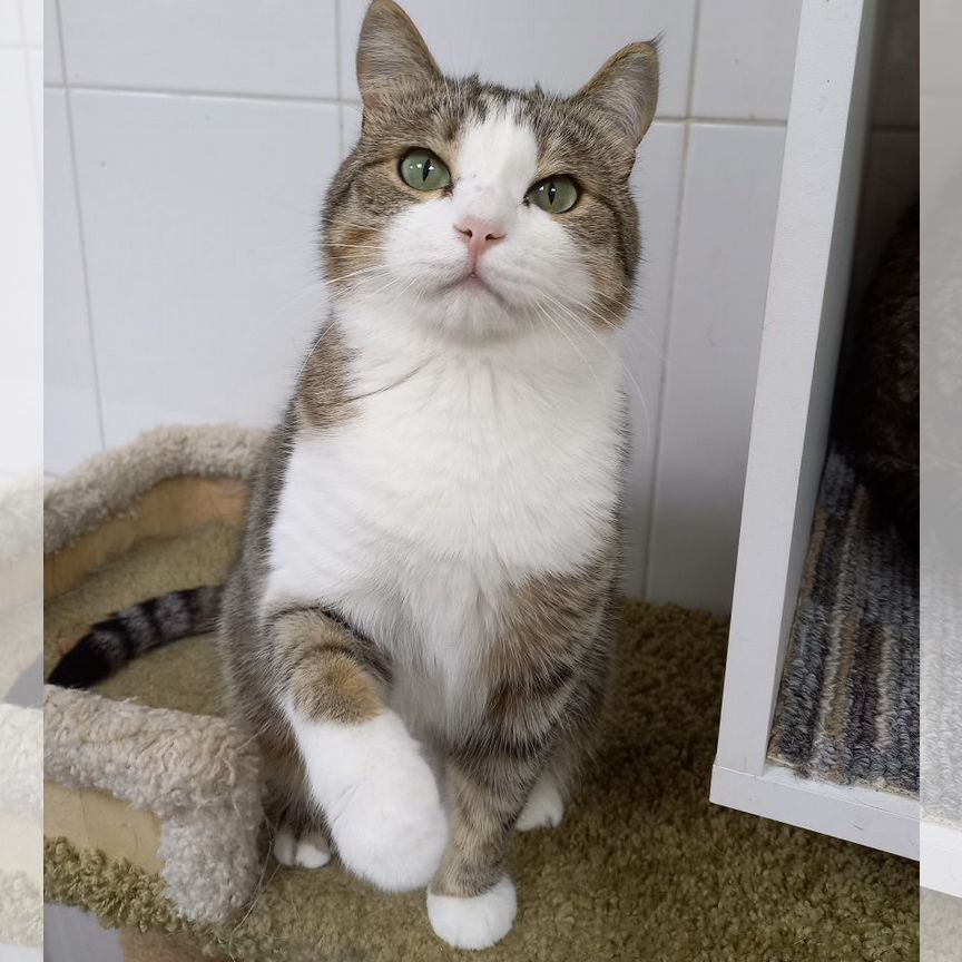 Взрослый кот в добрые руки