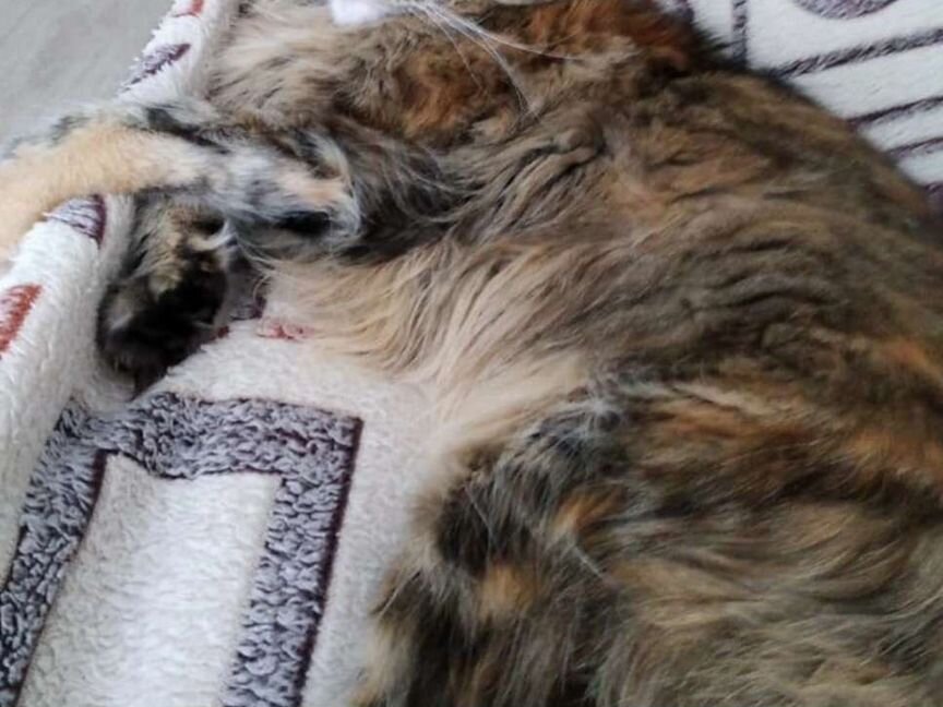 Последний котенок от мейн кун в дар