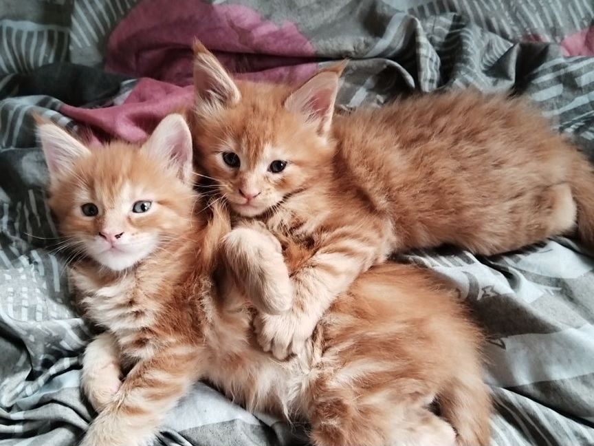 Котята Мейн-кун