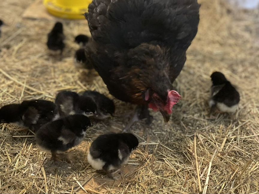 Курица маран с цыплятами 11 шт