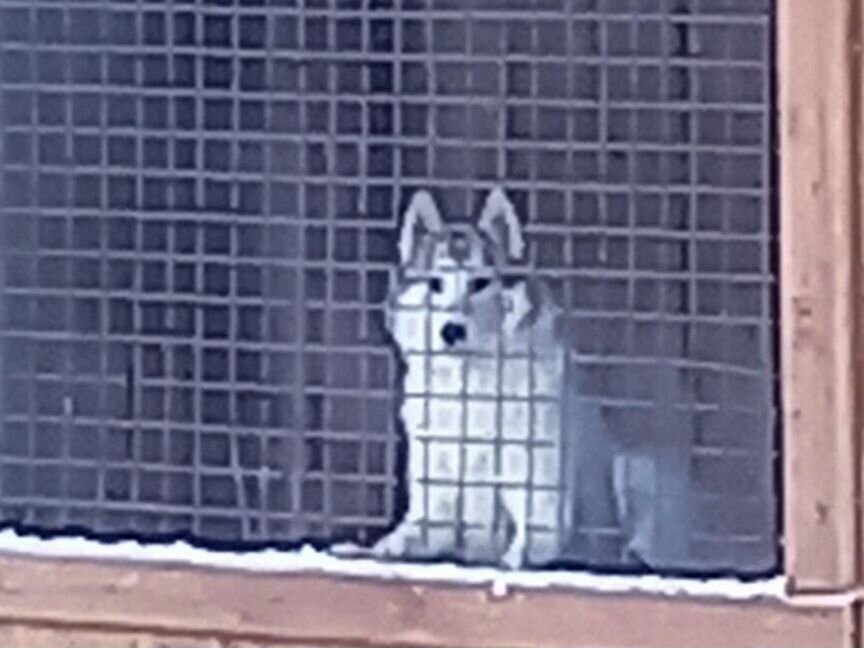 Западно сибирская лайка