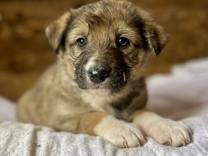 Славная девочка ищет дом