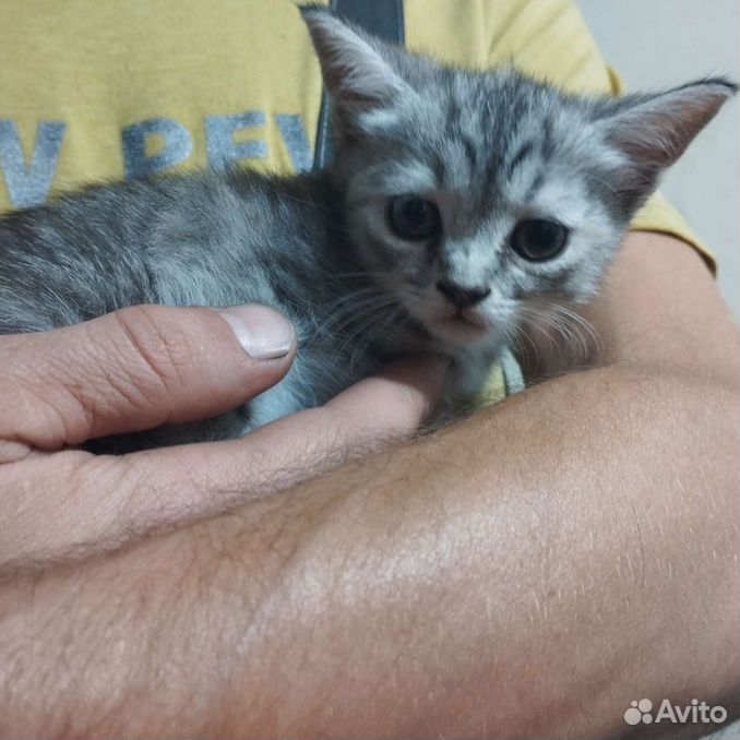 Котенок шотландец