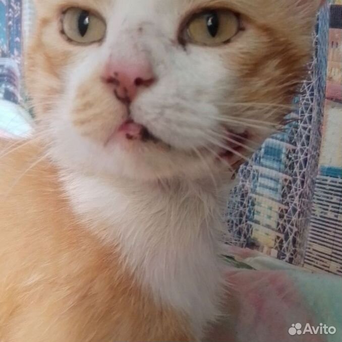 Милый и ласковый молоденький котенька К о с я