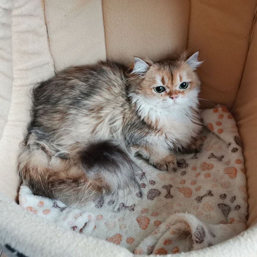 Кошечка золотая шиншилла