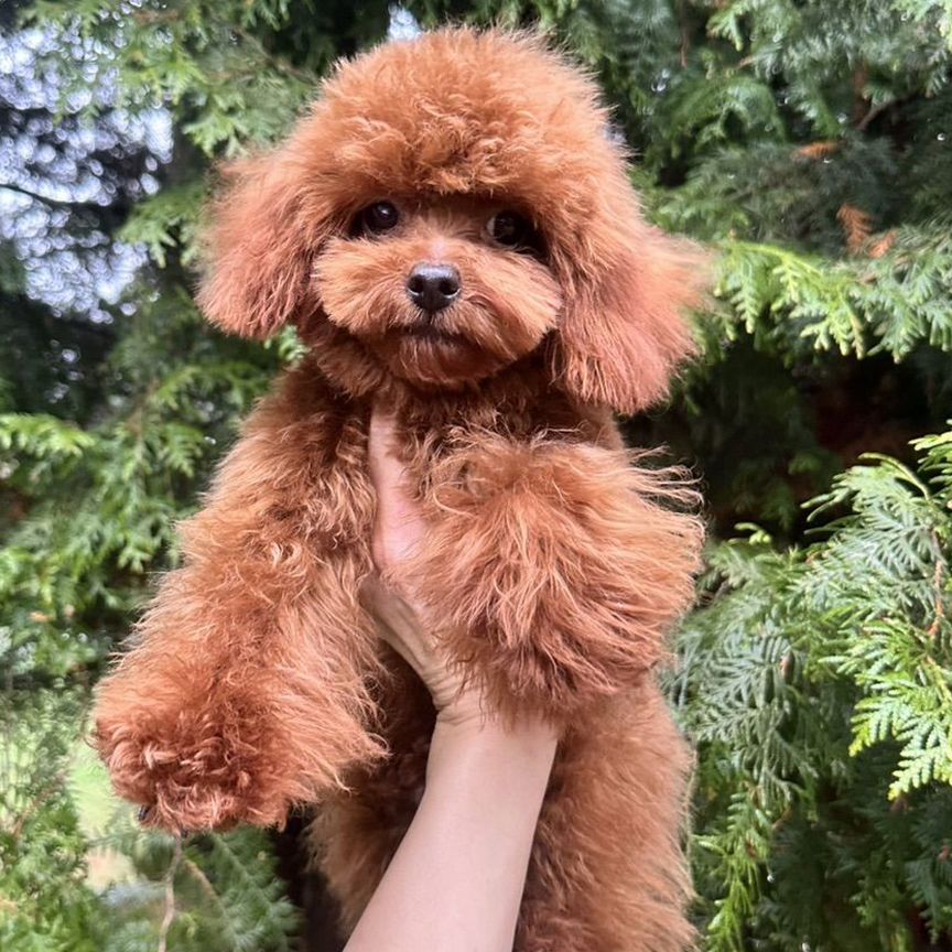 Той-пудель, щенок