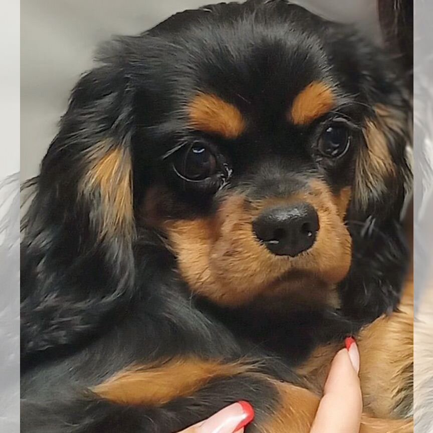 Маленькие принцессы кавалер кинг Чарльз спаниель