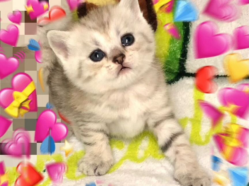 Шотландская булочка