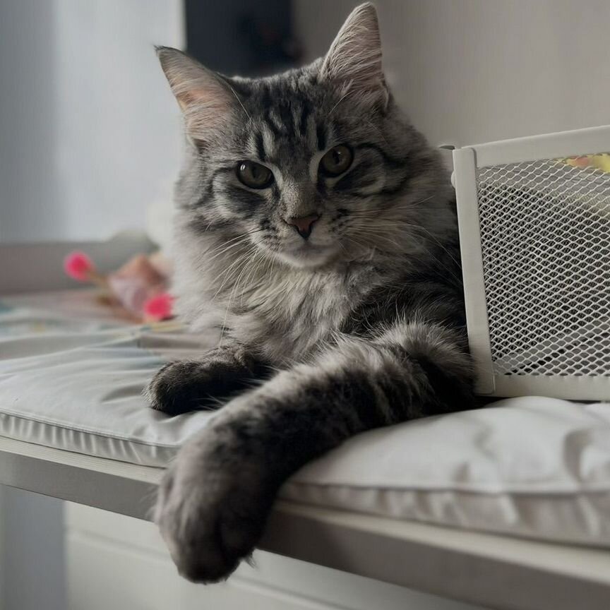 Мейн-кун, взрослый кот