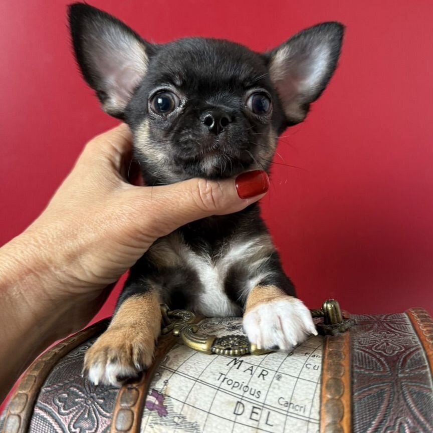 Чихуахуа, щенок