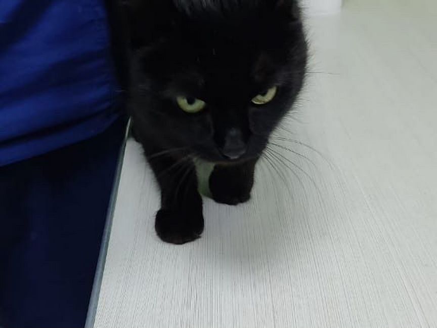 Кошка