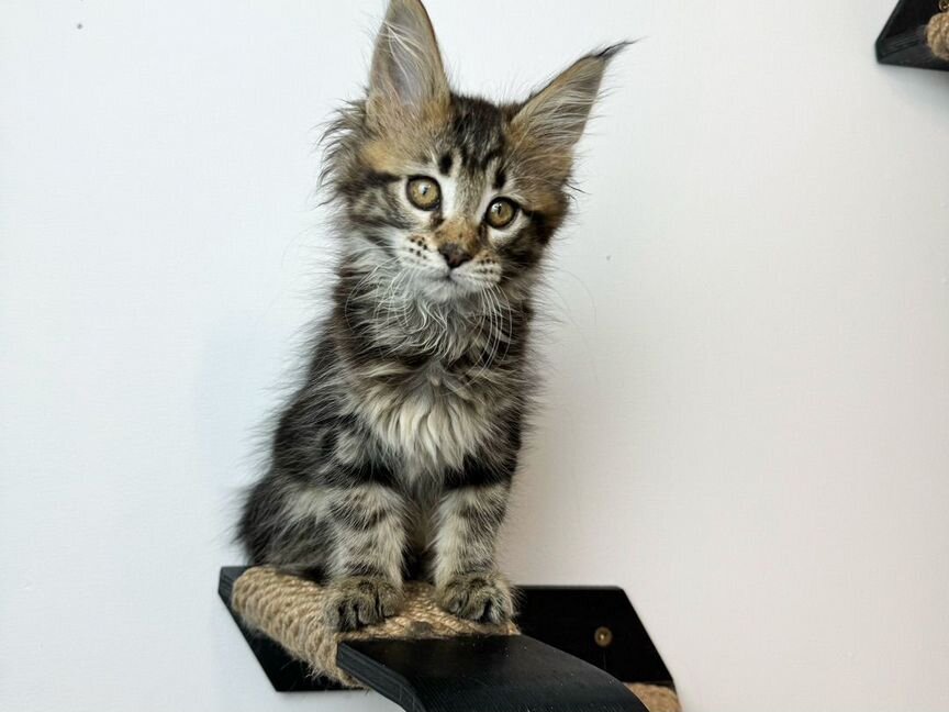 Мейн-кун котята