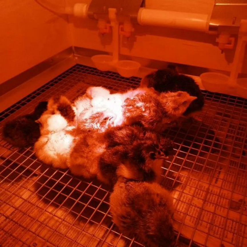 Цыплята из цветного яйца