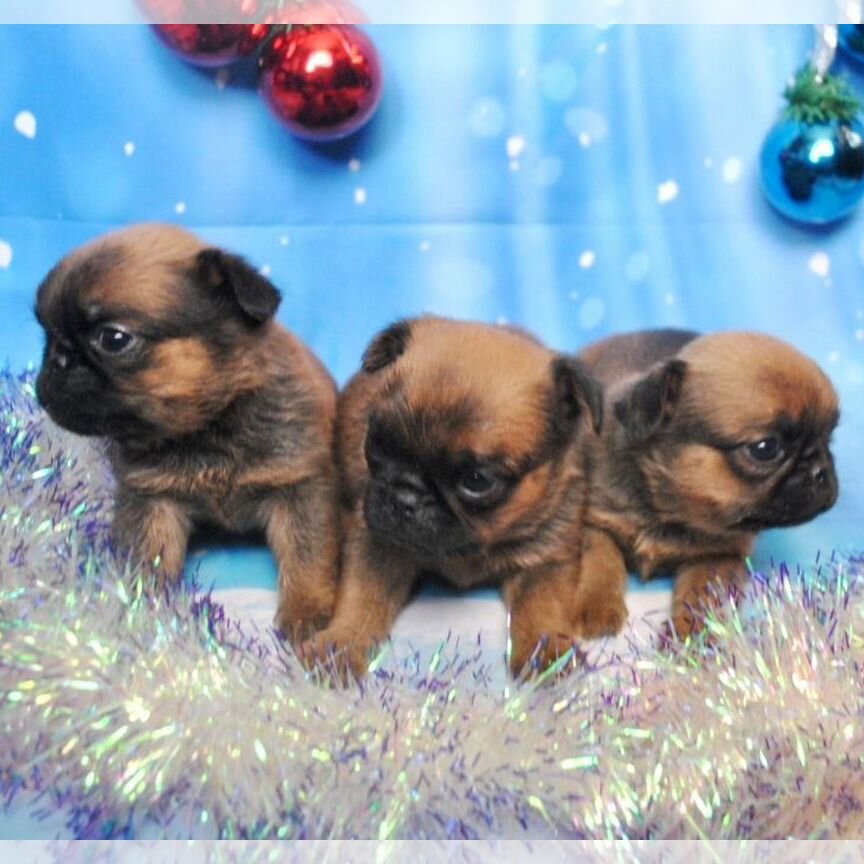 Пти-брабансон, щенок