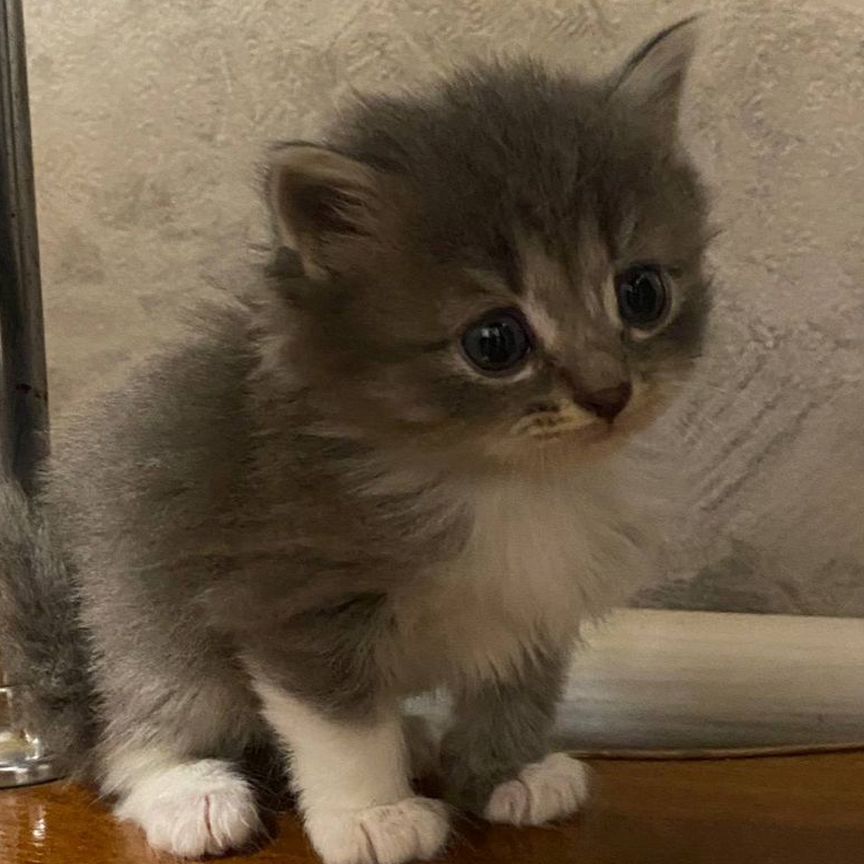 Котёнок в добрые руки