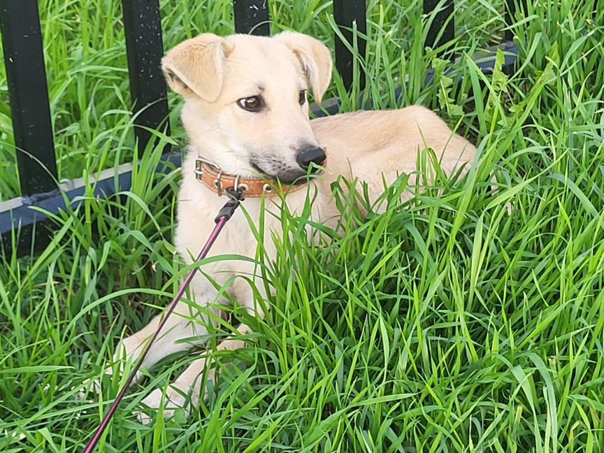 Очаровательная девчонка (4 месяцев) ищет семью