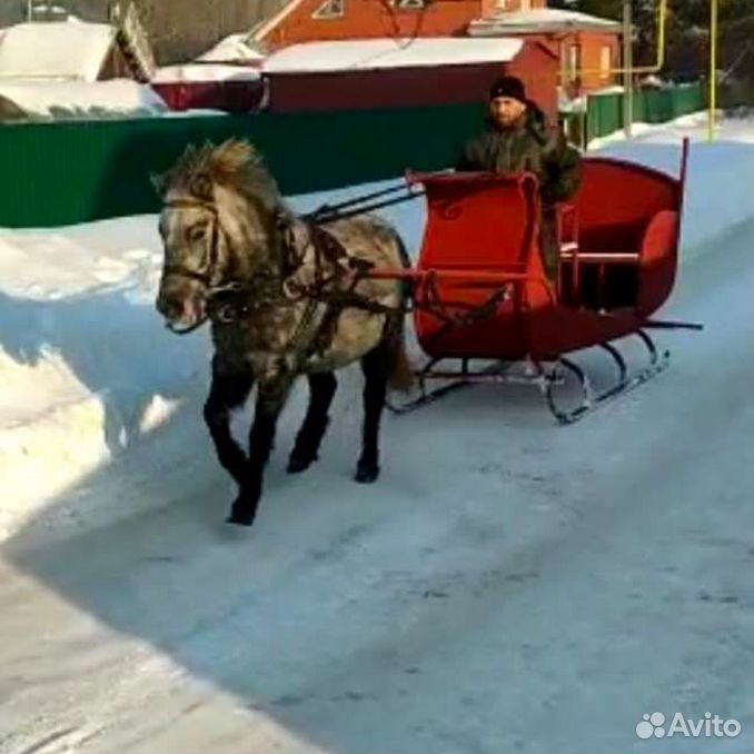 Продам двух клепперов, сани и упряж