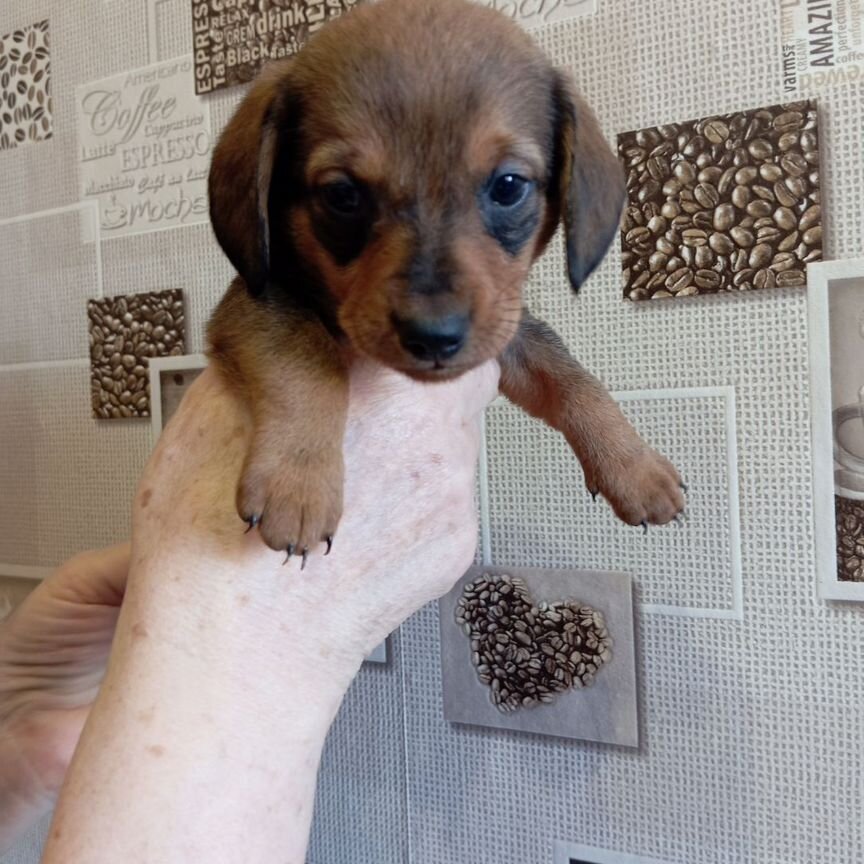 Такса стандарт мальчики и девочки