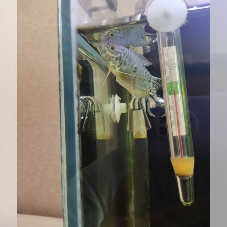 Аквариумные рыбки гурами