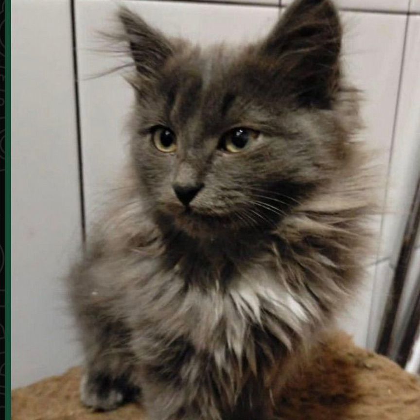 Нибелунг котёнок