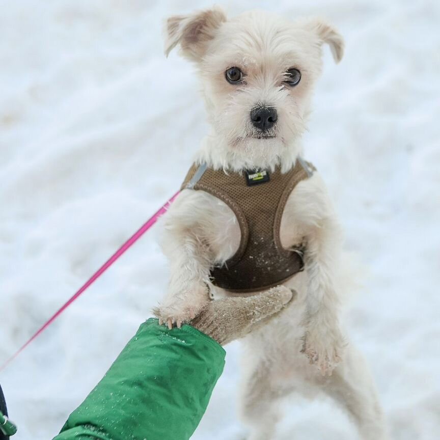 Взрослый пёс в добрые руки