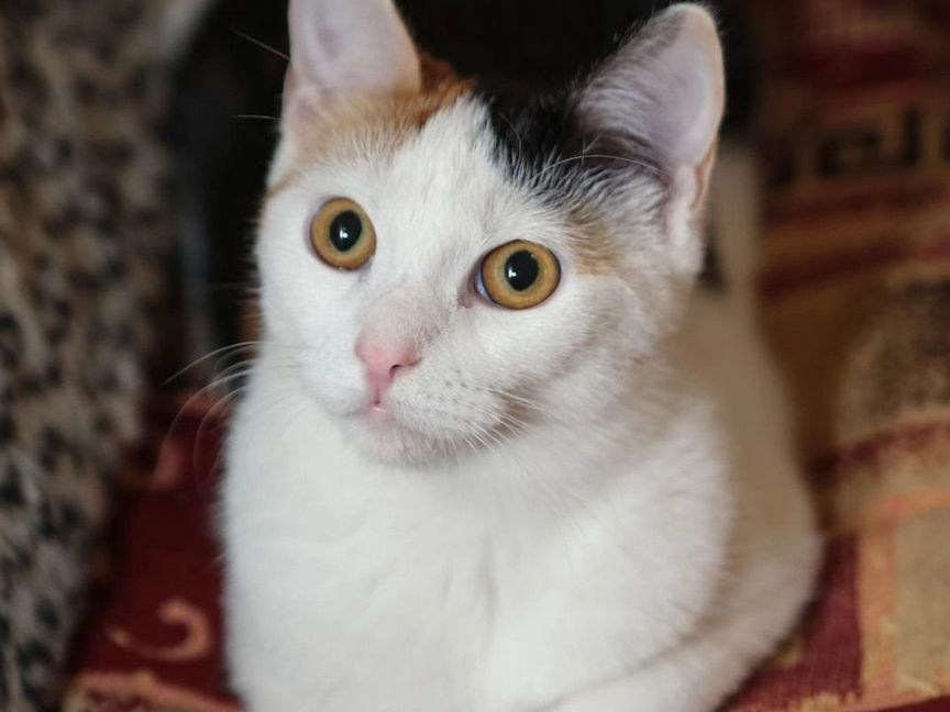 Кошчка Дашенька