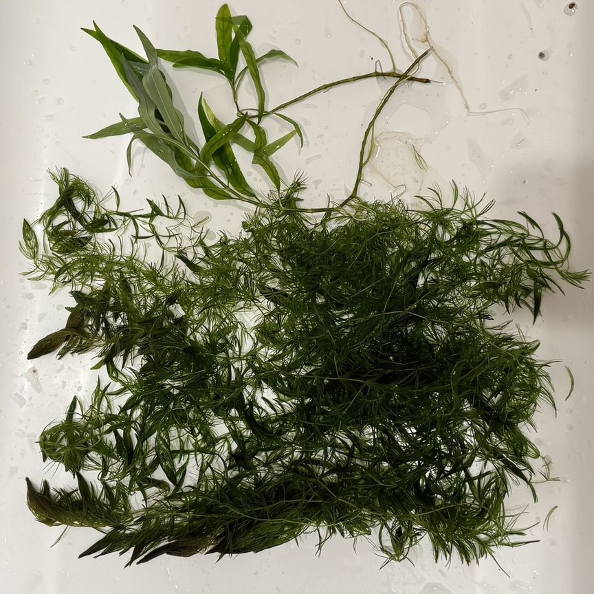 Роголистник в аквариум