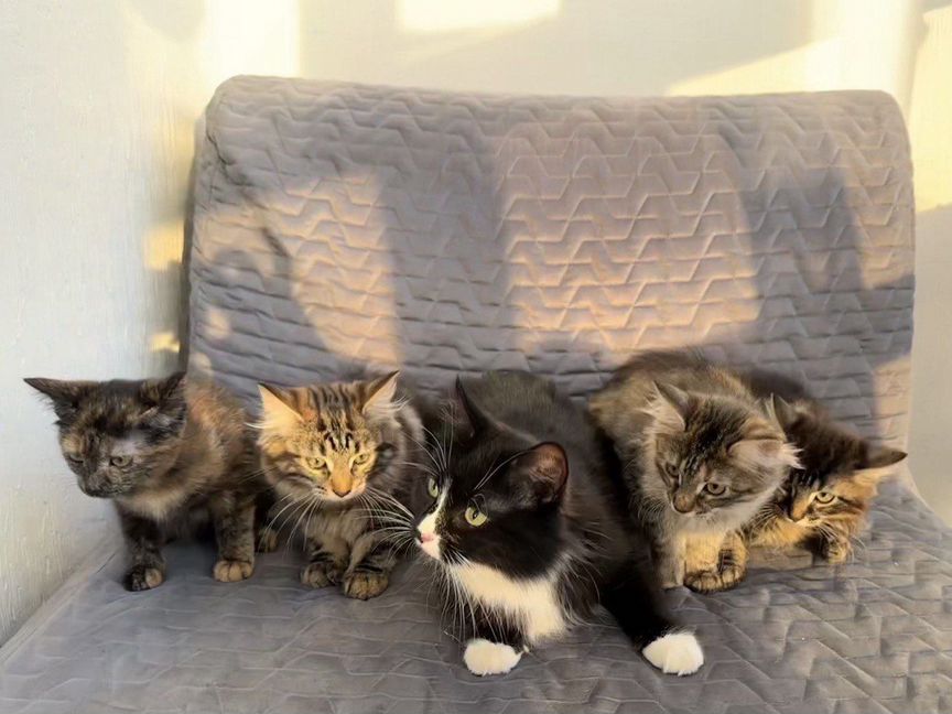 Котята Карельского бобтейла