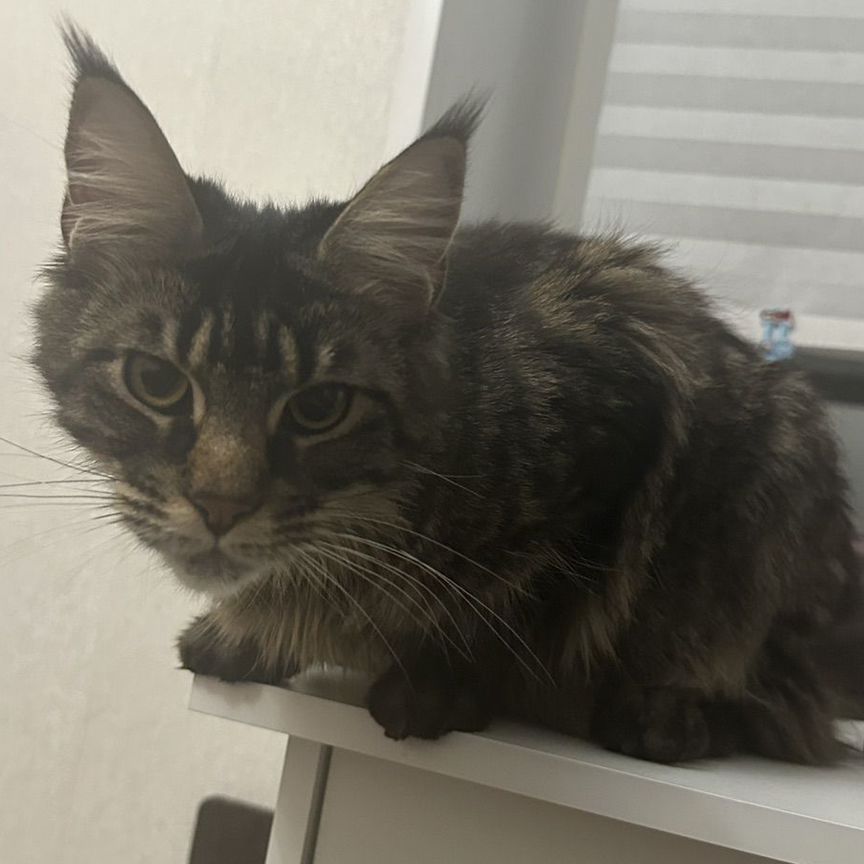 Мейн-кун, взрослая кошка