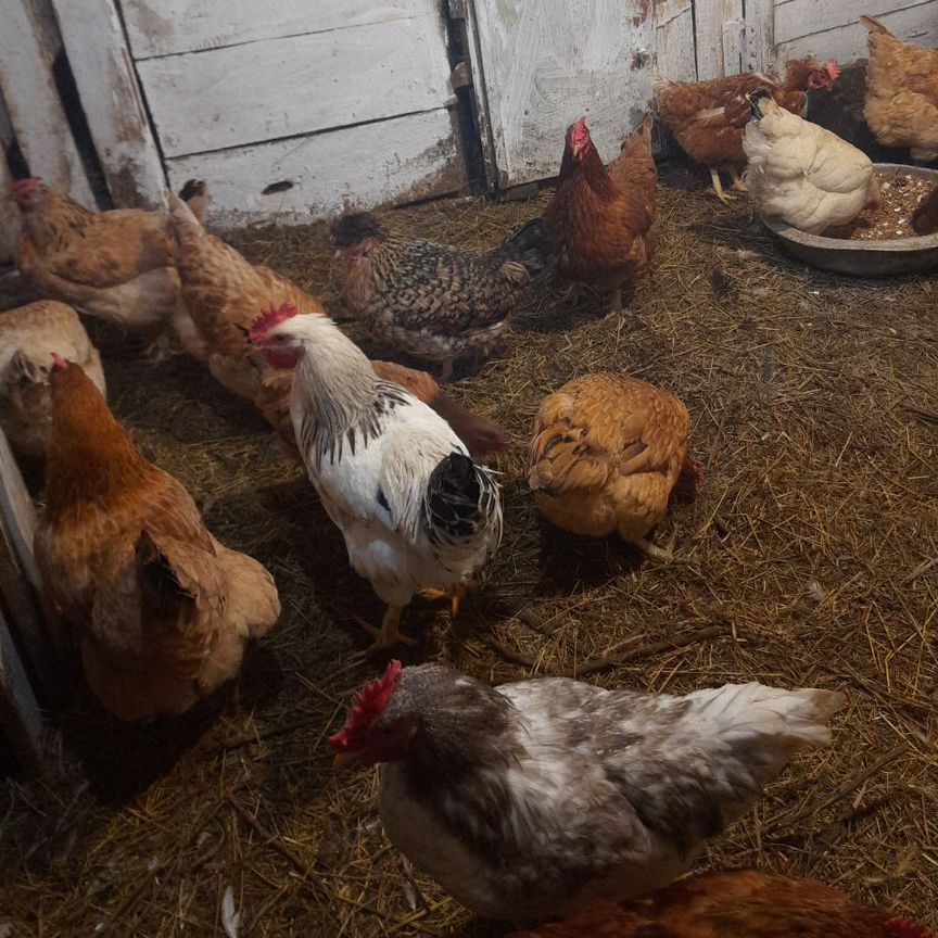 Продам петухов и семья индоуток