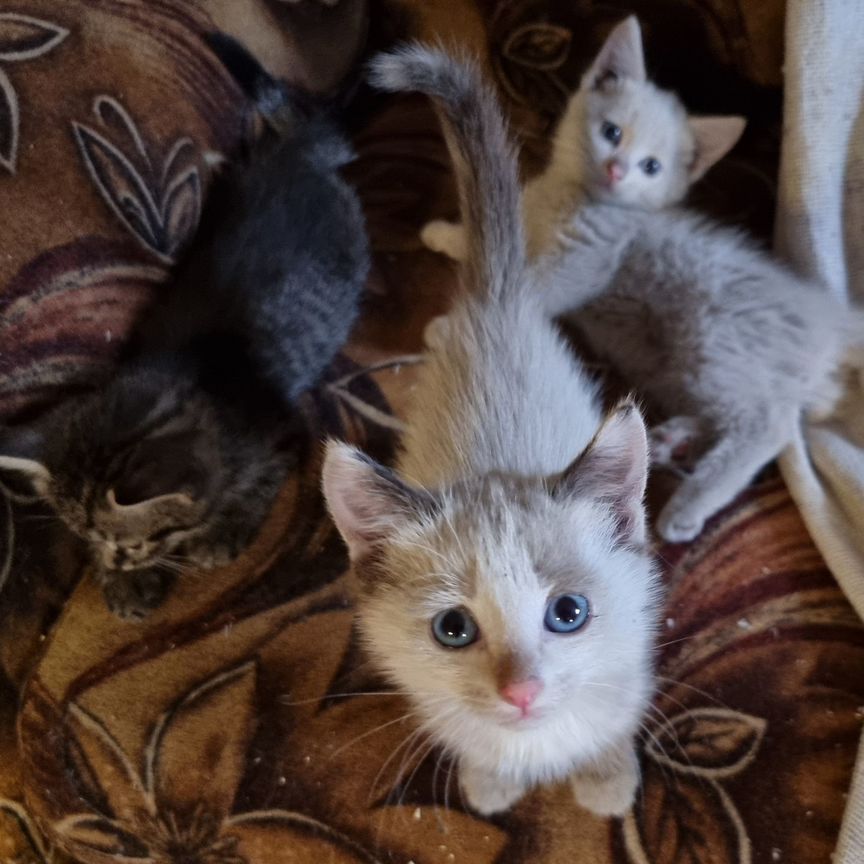 Новогодние котята