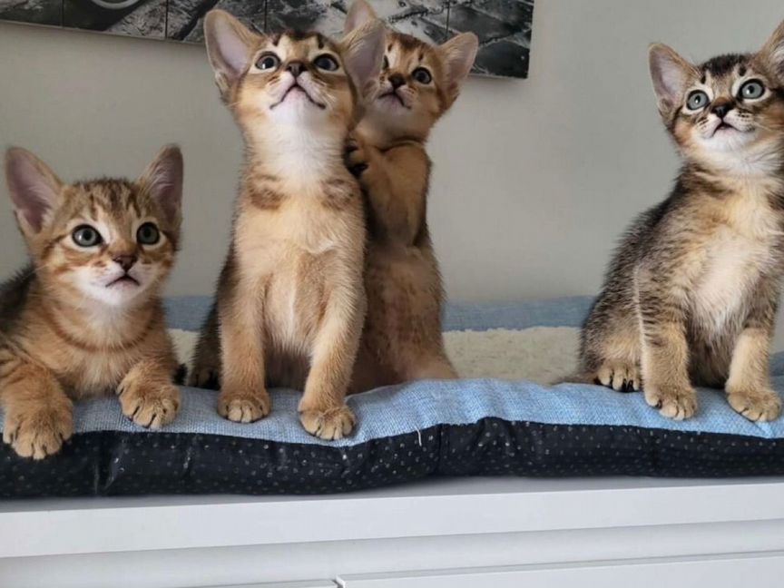 Котята