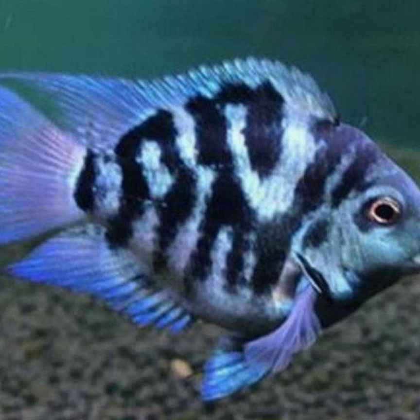 Тигровый попугай мальки